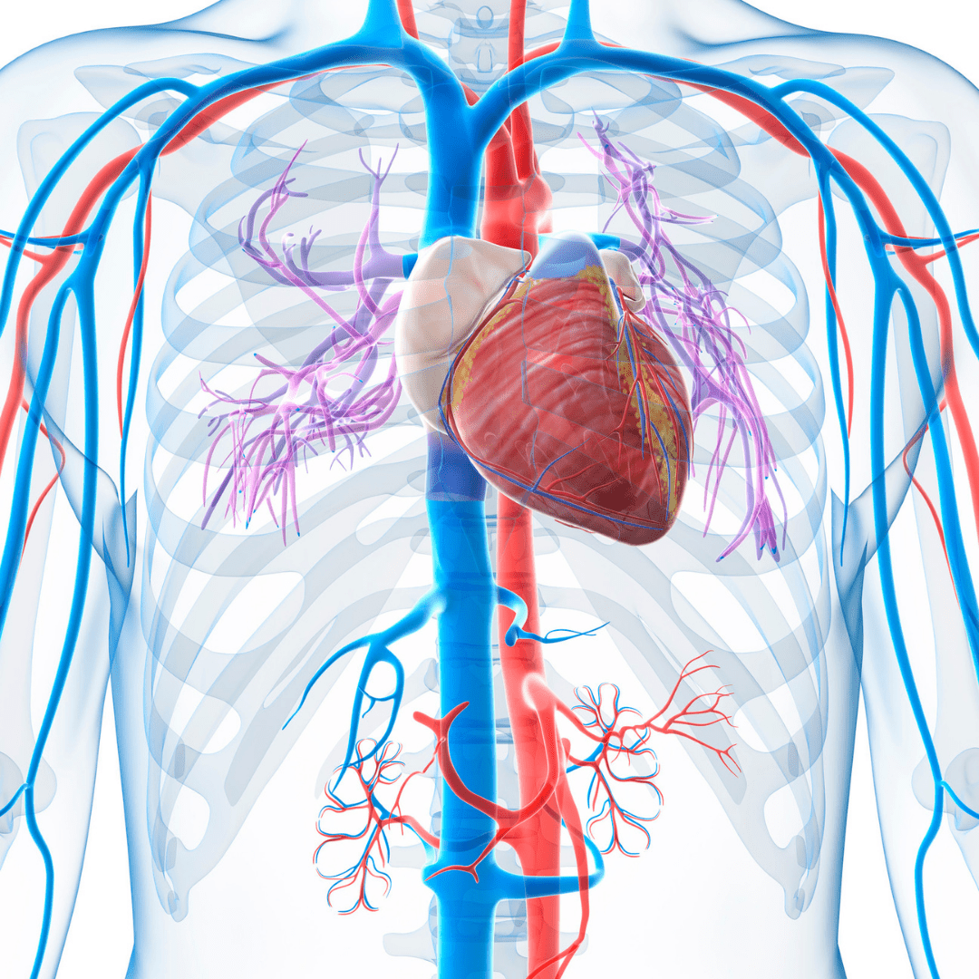 Services – morenosmedicalcenters